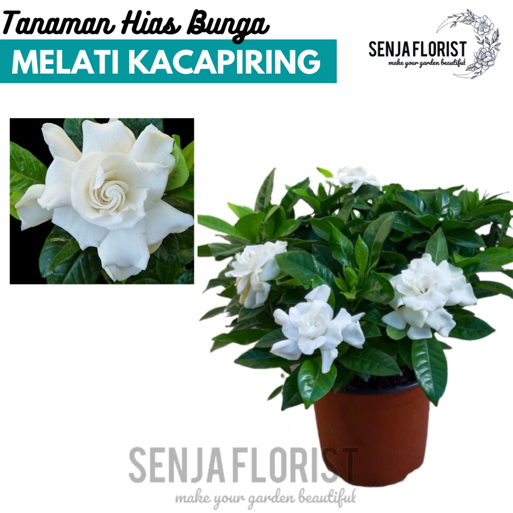 Jual Tanaman Bunga Melati Kacapiring - Cepiring | Shopee Indonesia