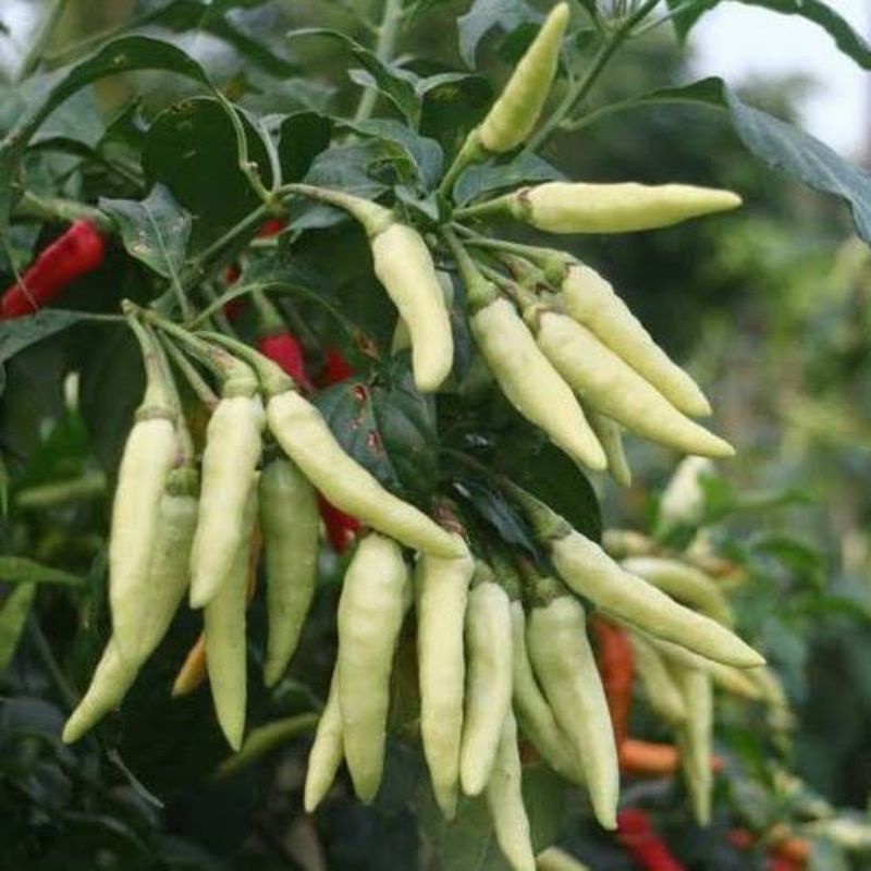Jual isi paket: 10 Biji - Benih Bibit Cabai Rawit Viral Shypoon Cabai ...