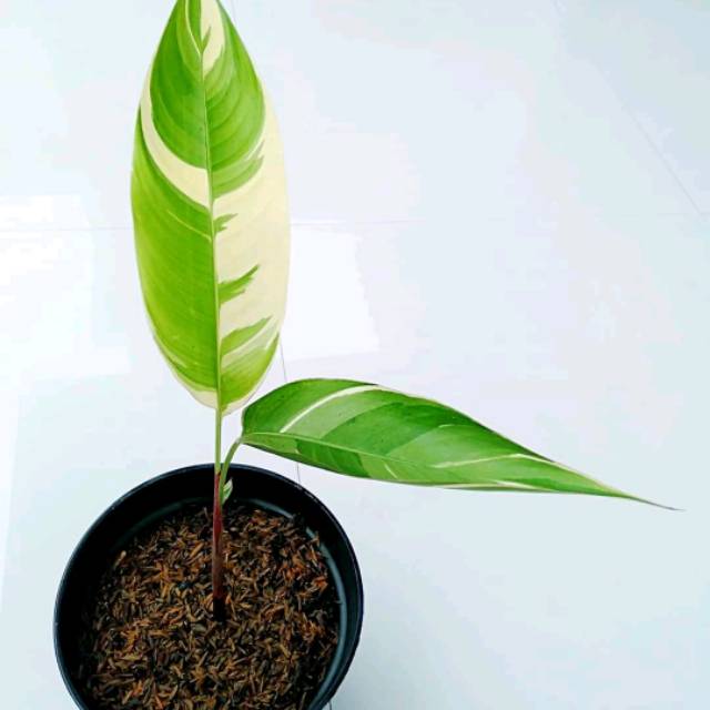 Jual TANAMAN HIAS HELICONIA VARIEGATA // PISANG - PISANGAN VARIGATA ...