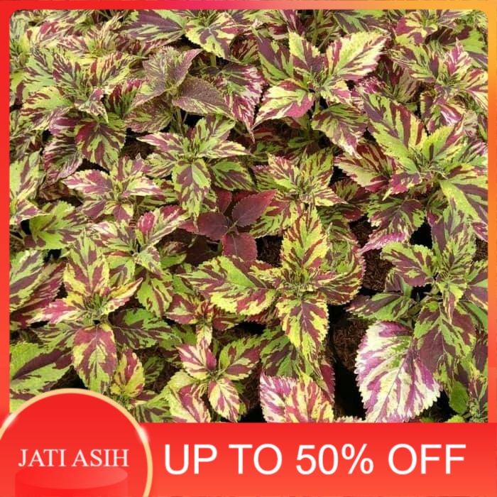 Jual tanaman hias miyana api miyana batik - Bibit Pohon Miyana Batik ...