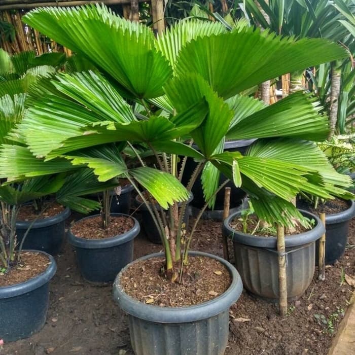 Jual tanaman hias palem kol-bibit tanaman | Shopee Indonesia