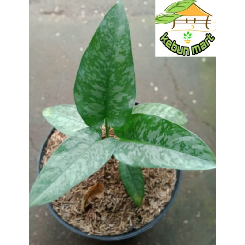 Jual tanaman homalomena army | Shopee Indonesia