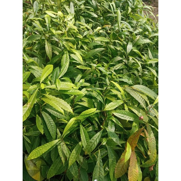 Jual Bibit tanaman jenitri - pohon jenitri/genitri unggul | Shopee ...