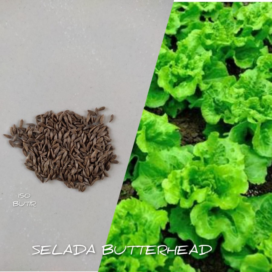 Jual 150 BUTIR BIJI/BENIH SELADA BUTTERHEAD BUTTERCRUNCH | Shopee Indonesia