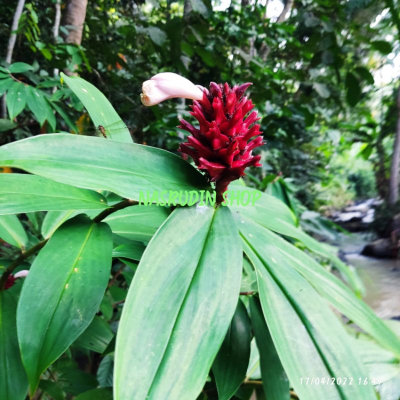 Jual BIBIT TANAMAN INSULIN PLANT COSTUS IGNEUS / PACING | Shopee Indonesia