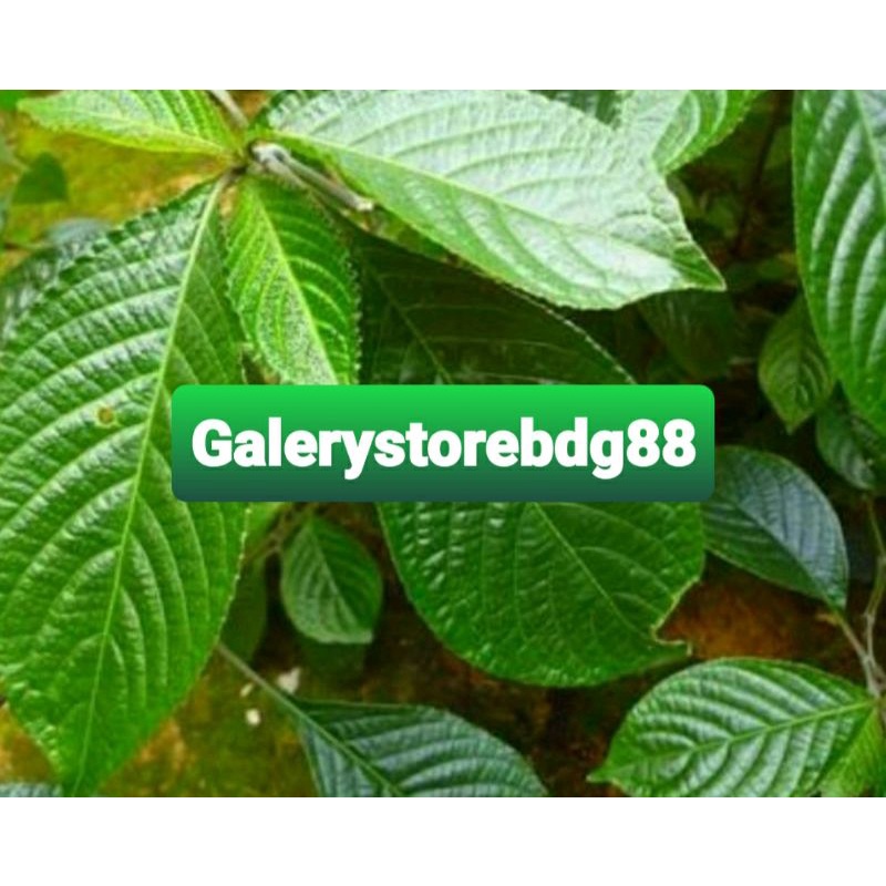 Jual Daun keji beling daun pecah beling segar petik langsung 1 kg ...