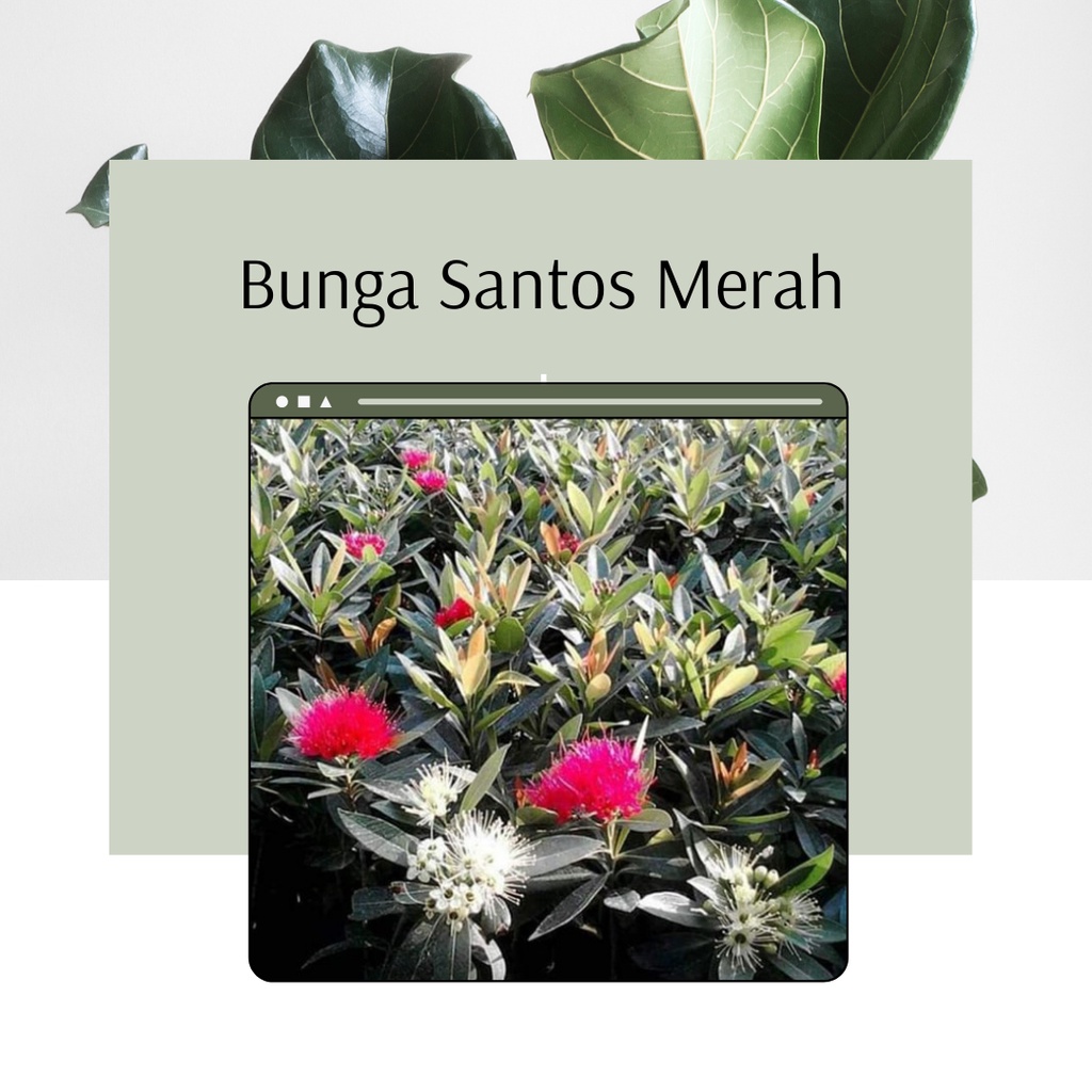 Jual Tanaman Buga Santos Merah Bunga Santos Murah dan Terawat | Shopee ...