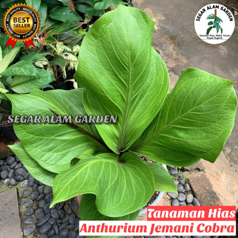 Jual Tanaman Hias Anthurium Jenmani Cobra ANAKAN dan REMAJA | Shopee ...