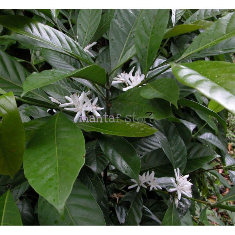 Jual Daun kopi Liberika segar Asli | Shopee Indonesia