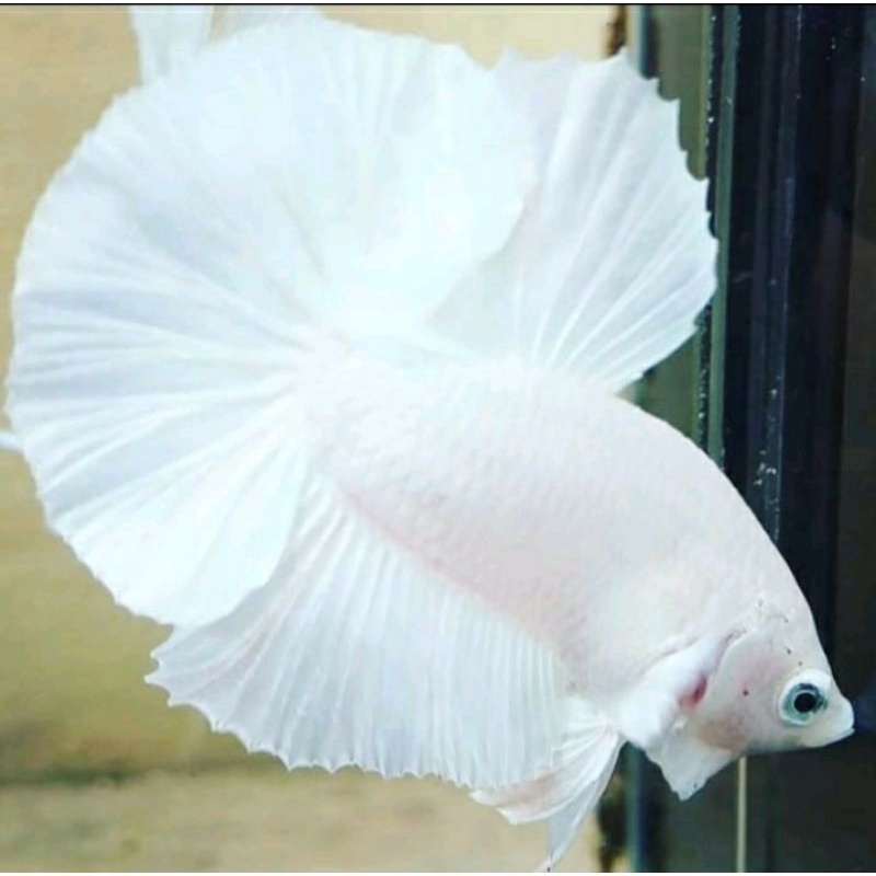 Jual ikan cupang pk WP,cupang putih bersih | Shopee Indonesia