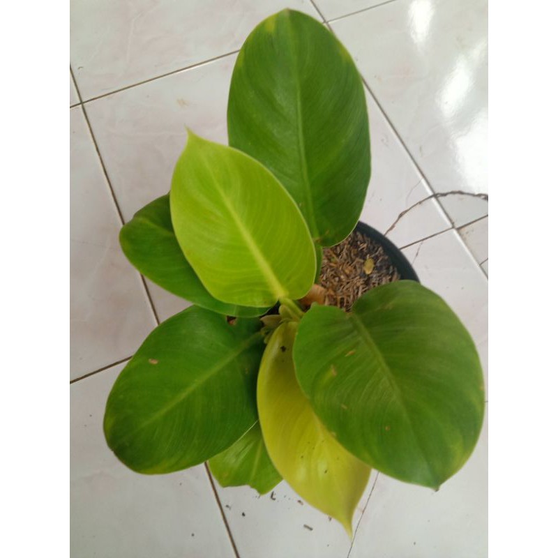 Jual pohon philodendrum lemon tanaman hias philo lemon | Shopee Indonesia