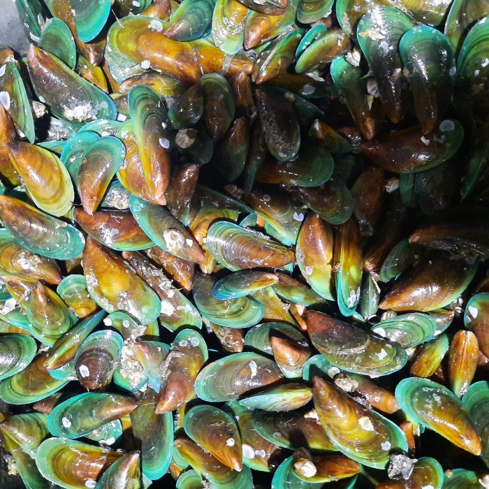 Jual Kerang Hijau Segar - 1 Kg / Jabodetabek | Shopee Indonesia