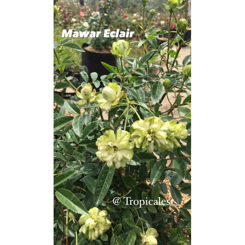 Jual Mawar Eclair (Mawar Hijau) | Shopee Indonesia