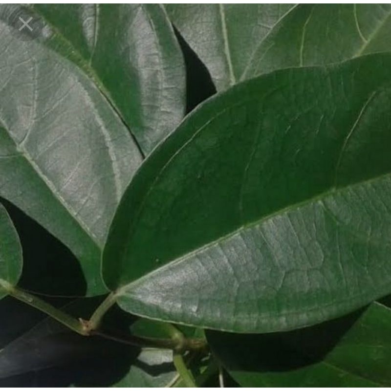 Jual Daun Cincau Segar 500gr ( Kemasan kardus ) | Shopee Indonesia