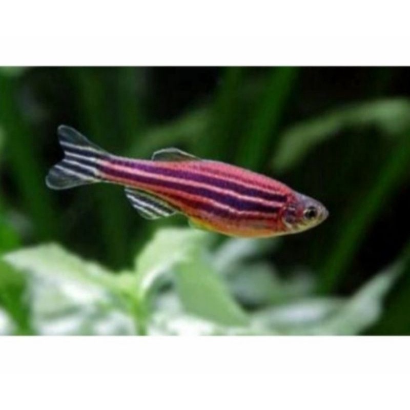 Jual Ikan hias danio zebra purple aquascape | Shopee Indonesia