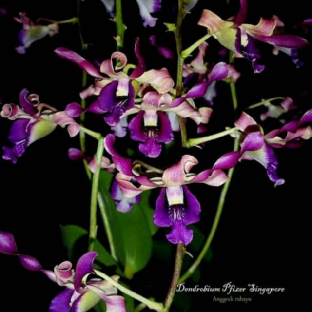 Jual Dendrobium pfizer singapore seedling | Shopee Indonesia Jual Dendrobium pfizer singapore seedling | Shopee Indonesia