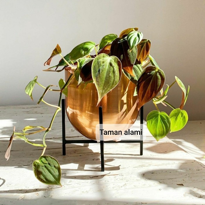 Jual tanaman hias philodendron micans - pohon rambat mican | Shopee ...