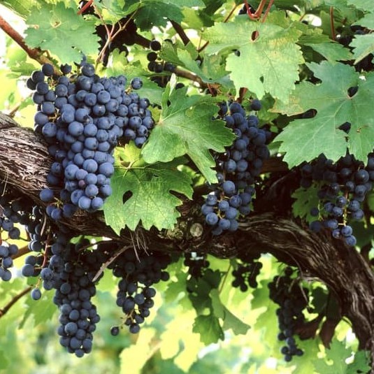 Jual Bibit / Benih Biji Buah ANGGUR AMUR Grape Fruit Anggur Manis ...