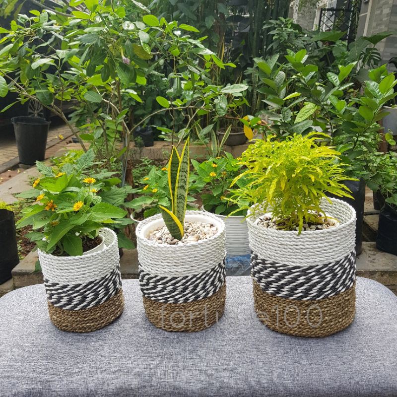 Jual Cover Pot Tanaman / Keranjang Anyaman Seagrass / Basket Anyam A07 ...