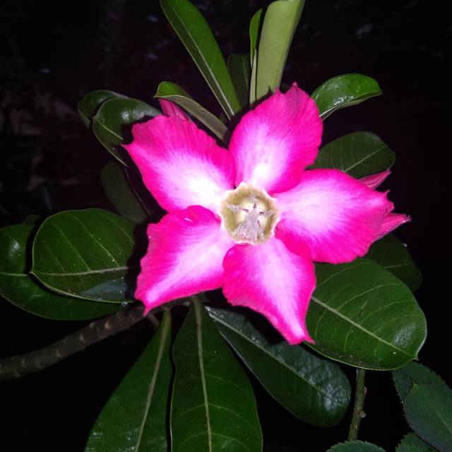 Jual Benih biji Adenium siap semai (tanam) | Shopee Indonesia