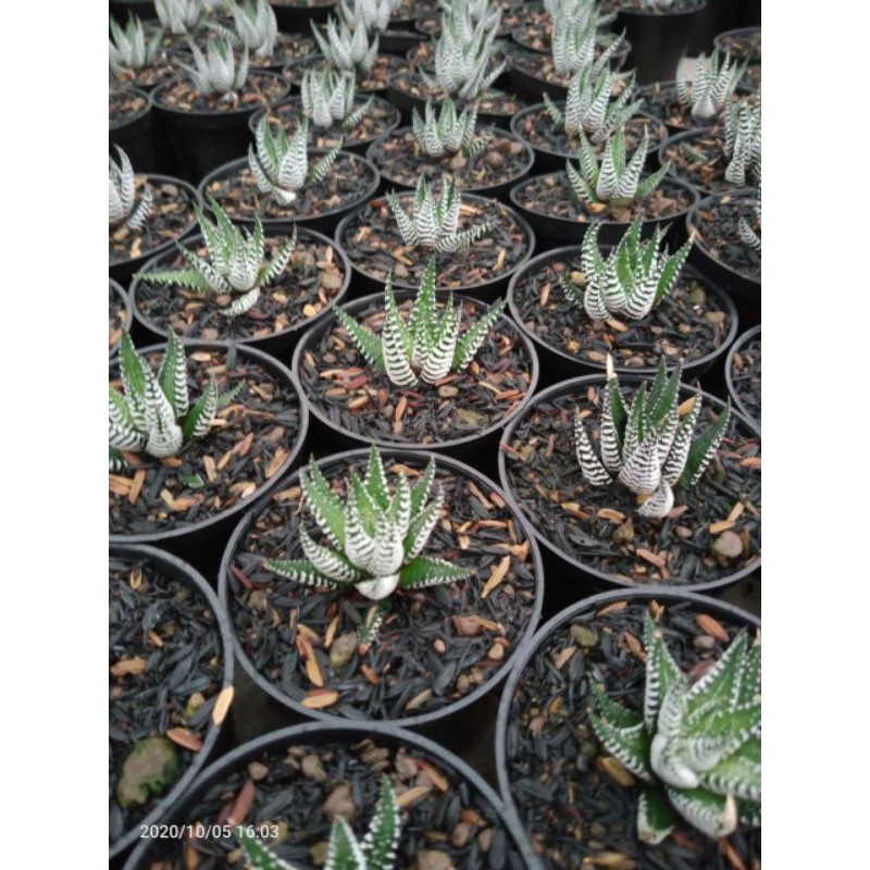 Jual kaktus sukulen haworthia zebra | Shopee Indonesia
