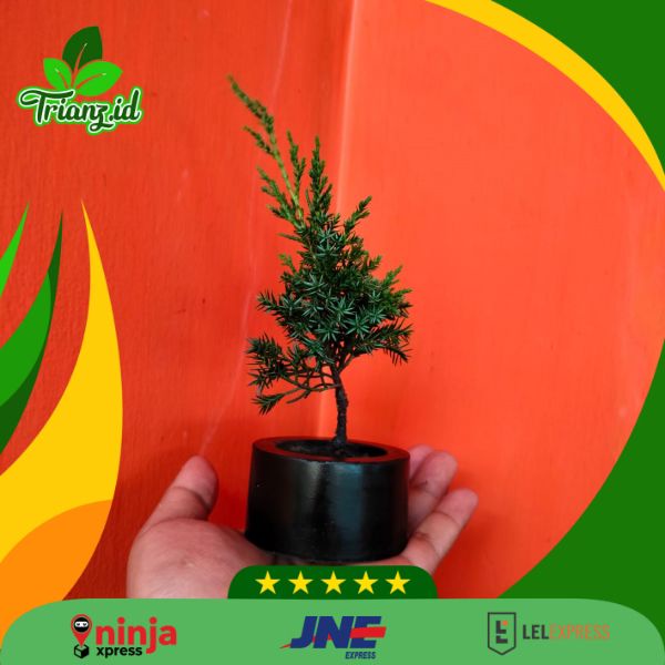 Jual Bonsai mini Cemara pua pua dan pot keramik / Paket Hemat bonsai ...