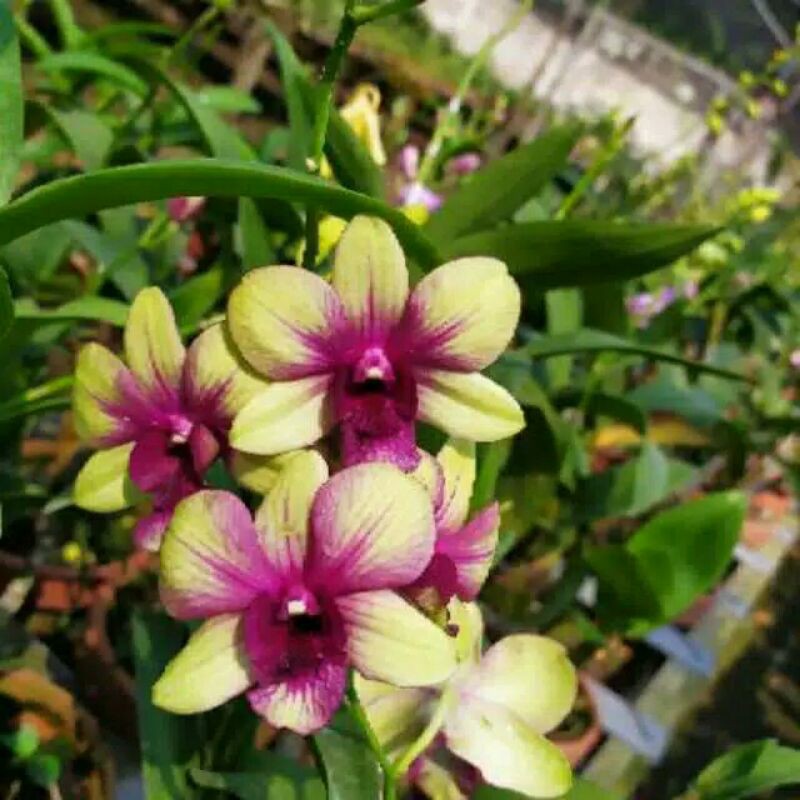 Jual Anggrek Dendrobium Madam Viva | Shopee Indonesia