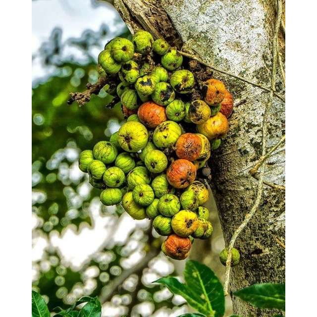 Jual buah loa untuk kesehatan | Shopee Indonesia