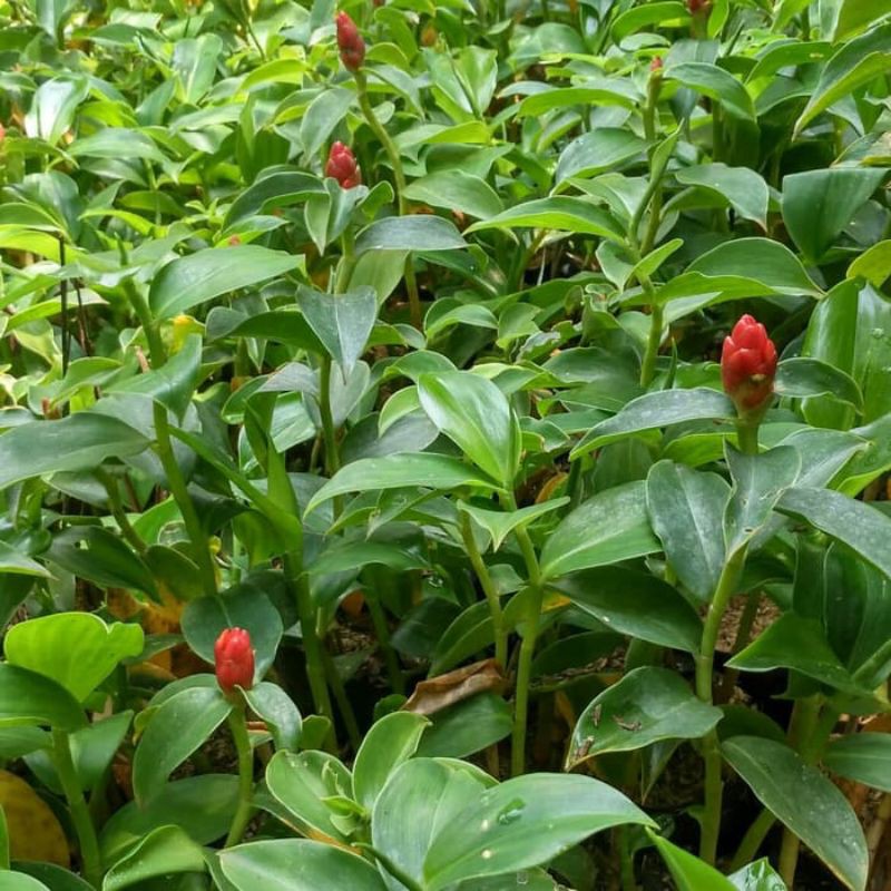 Jual pohon pacing pentul | Shopee Indonesia