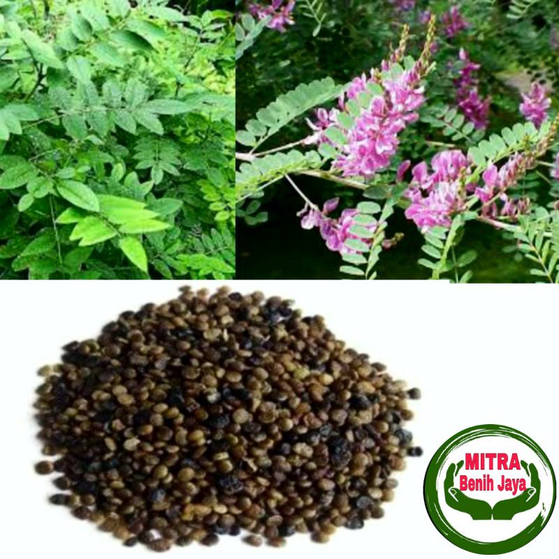 Jual 300 Biji Benih Pakan Ternak Indigofera / Benih Indigofera Super F1 ...