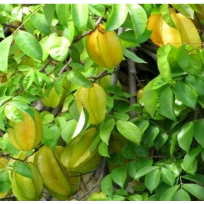 Jual DAUN BELIMBING SEGAR | BELIMBING BINTANG (500g) | Shopee Indonesia