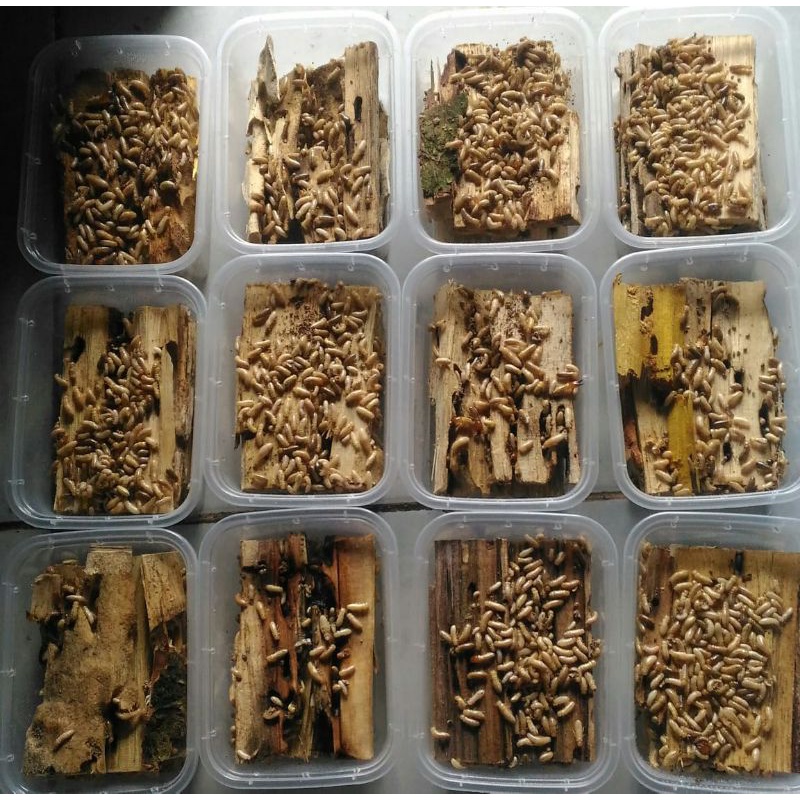 Jual pua/warangas/silaru/rayap pohon | Shopee Indonesia