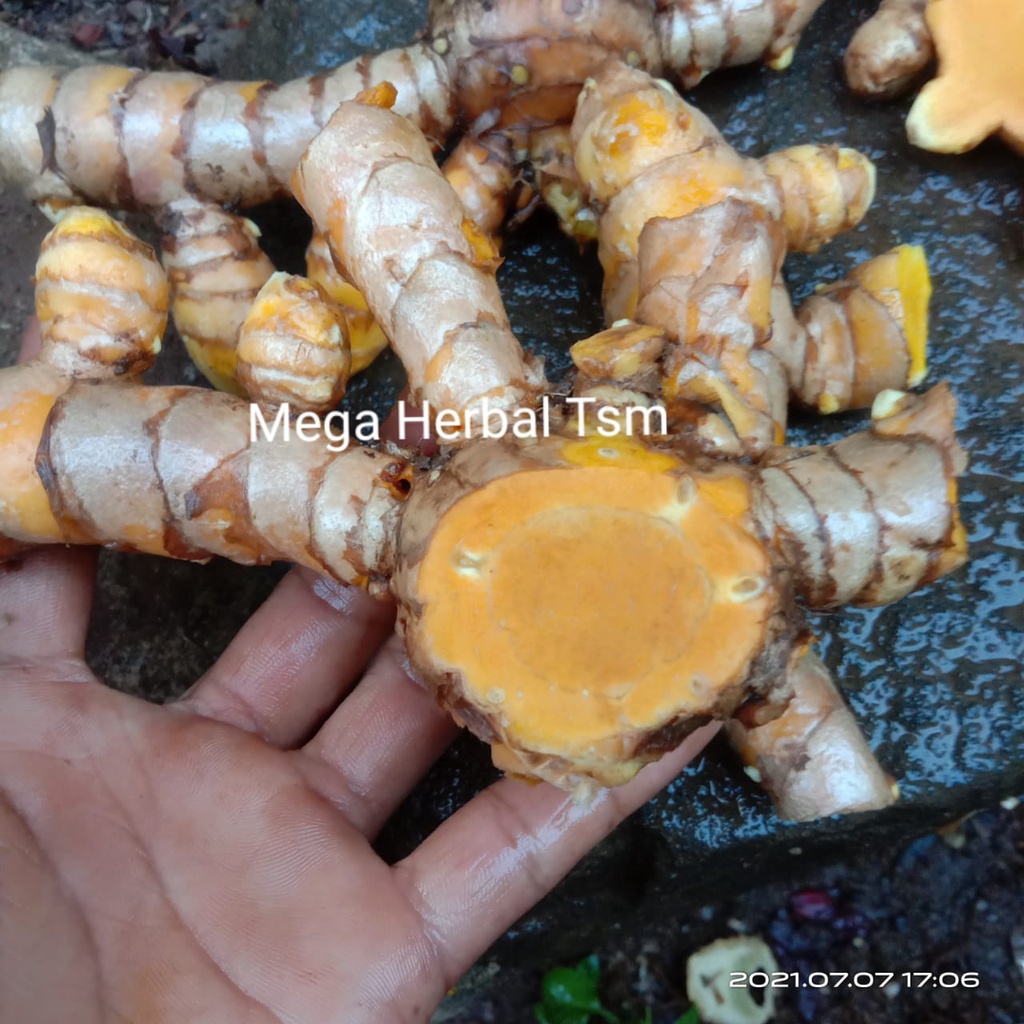 Jual Temu Giring Segar 1kg - Kunyit Kuning Gajah Mirip Temulawak ...