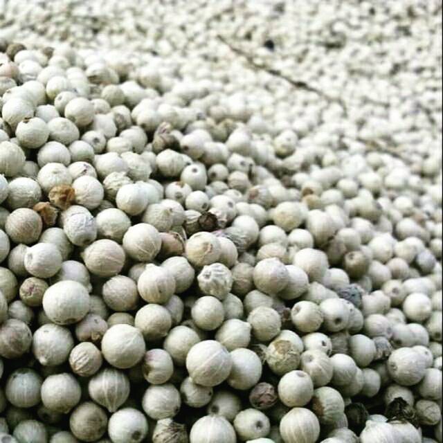 Jual Lada / Sahang Bangka | Shopee Indonesia