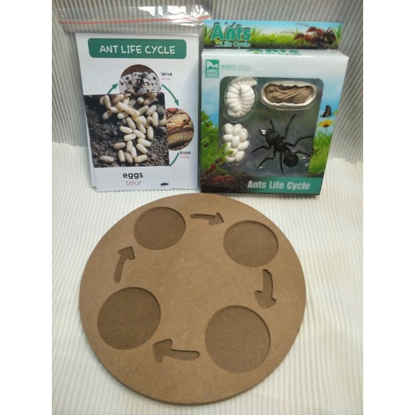 Jual ant life cycle montesaori semut metamorfosis metamorphosis siklus ...