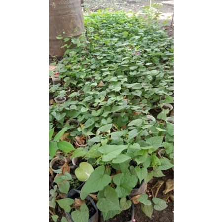 Jual bunga AMP (Air Mata Pengantin) | Shopee Indonesia