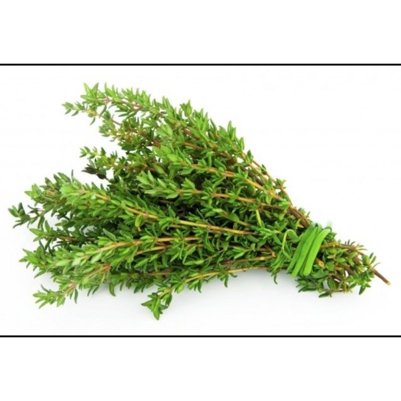 Jual Daun Thyme Segar, Fresh Thyme, 50gr | Shopee Indonesia