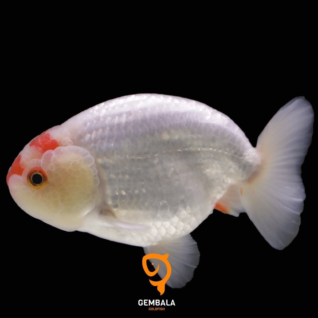 Jual (Ikan Mas Koki/Goldfish) Ranchu Red White | Shopee Indonesia