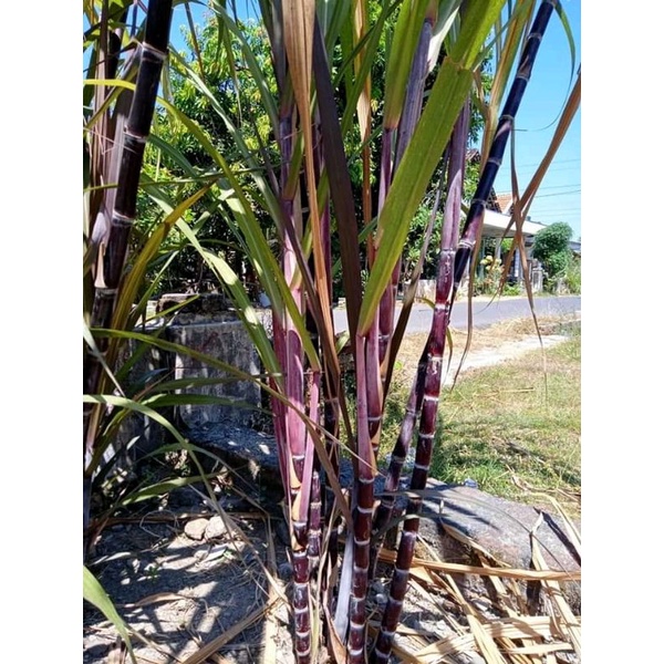 Jual TEBU HITAM/METER | Shopee Indonesia