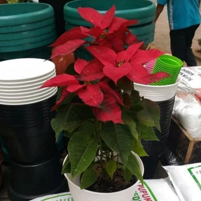 Jual Tanaman Hias Indoor Pohon Katsuba Merah | Shopee Indonesia