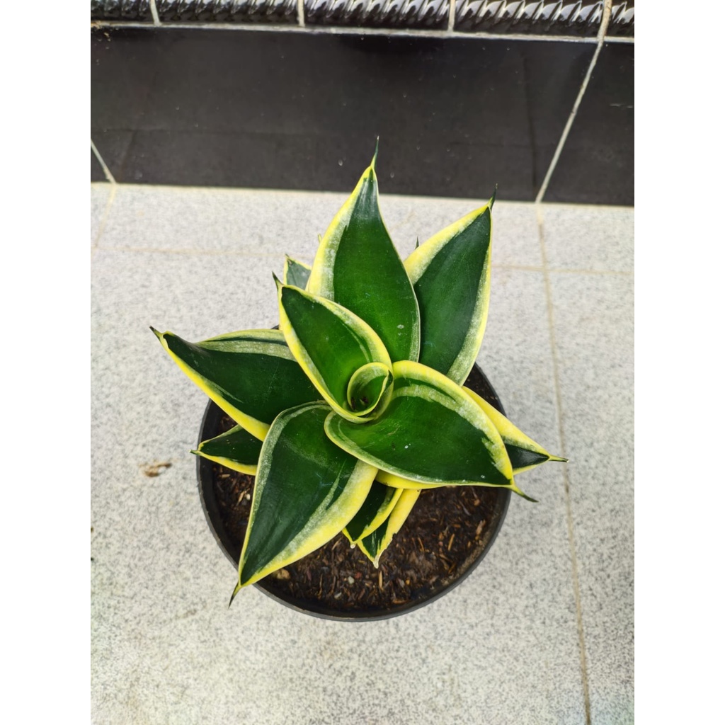 Jual Sansivieria / Sansivera Pagoda Mini ,Tanaman Penyaring Udara ...