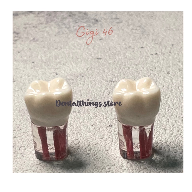 Jual Gigi endo dengan akar artifisial gigi praktikum gigi endodonti ...