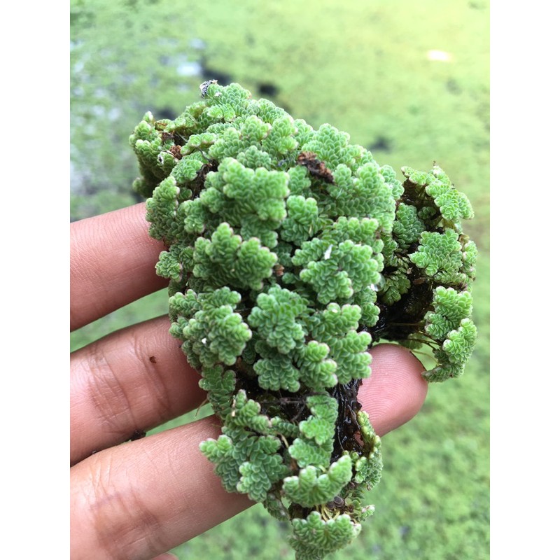 Jual Bibit azolla / azolla microphylla / azola | Shopee Indonesia