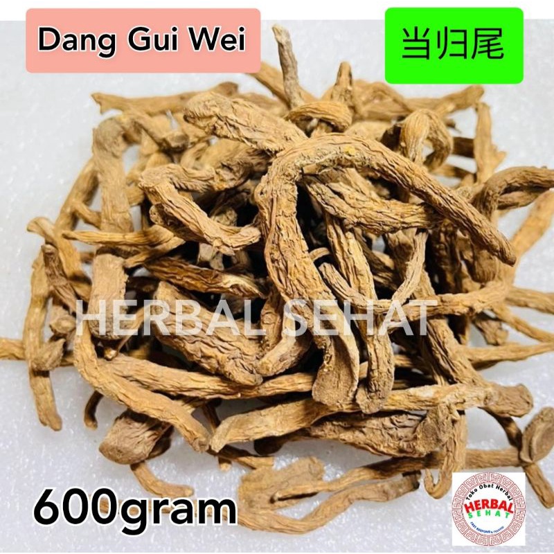 Jual Dang Gui Wei 全当尾 Tang Kui / Tang Kwei / Tangkui / Tang Kwi / Tong ...