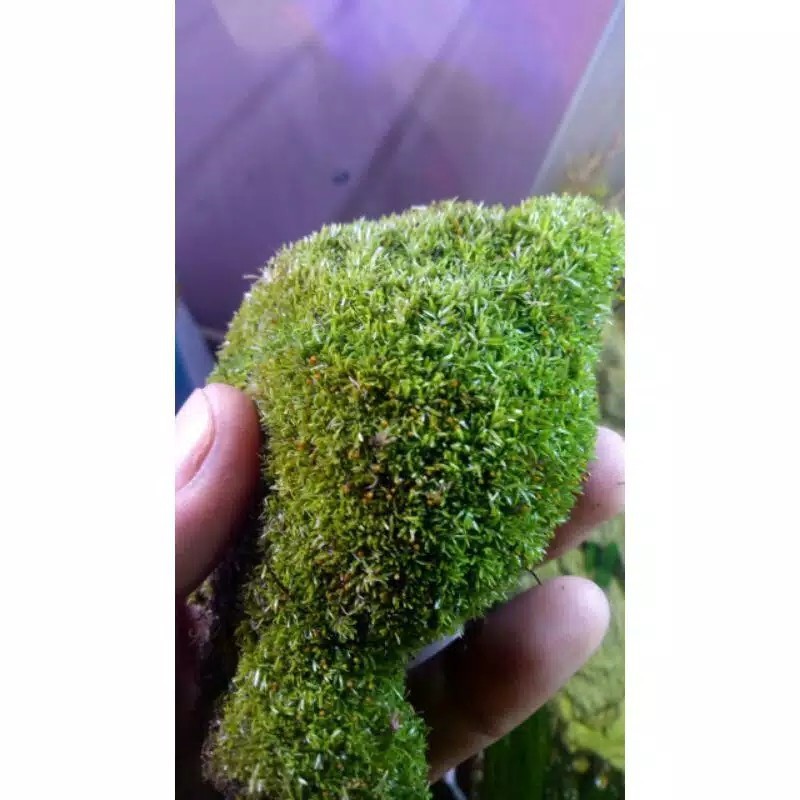 Jual MOSS MUTIARA PALUDARIUM TERRARIUM VIVARIUM DARAT 15 X 10 CM ...