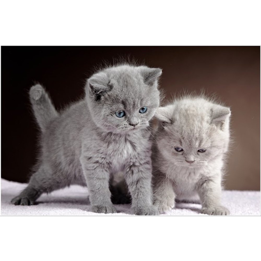 Jual Poster Kucing Lucu 89x55cm - bukan hewan hidup | Shopee Indonesia