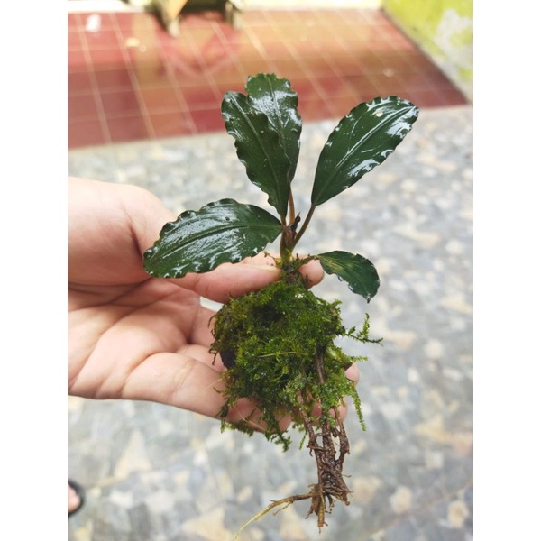 Jual Bucephalandra & Moss Media Wabikusa tanaman aquascape | Shopee ...