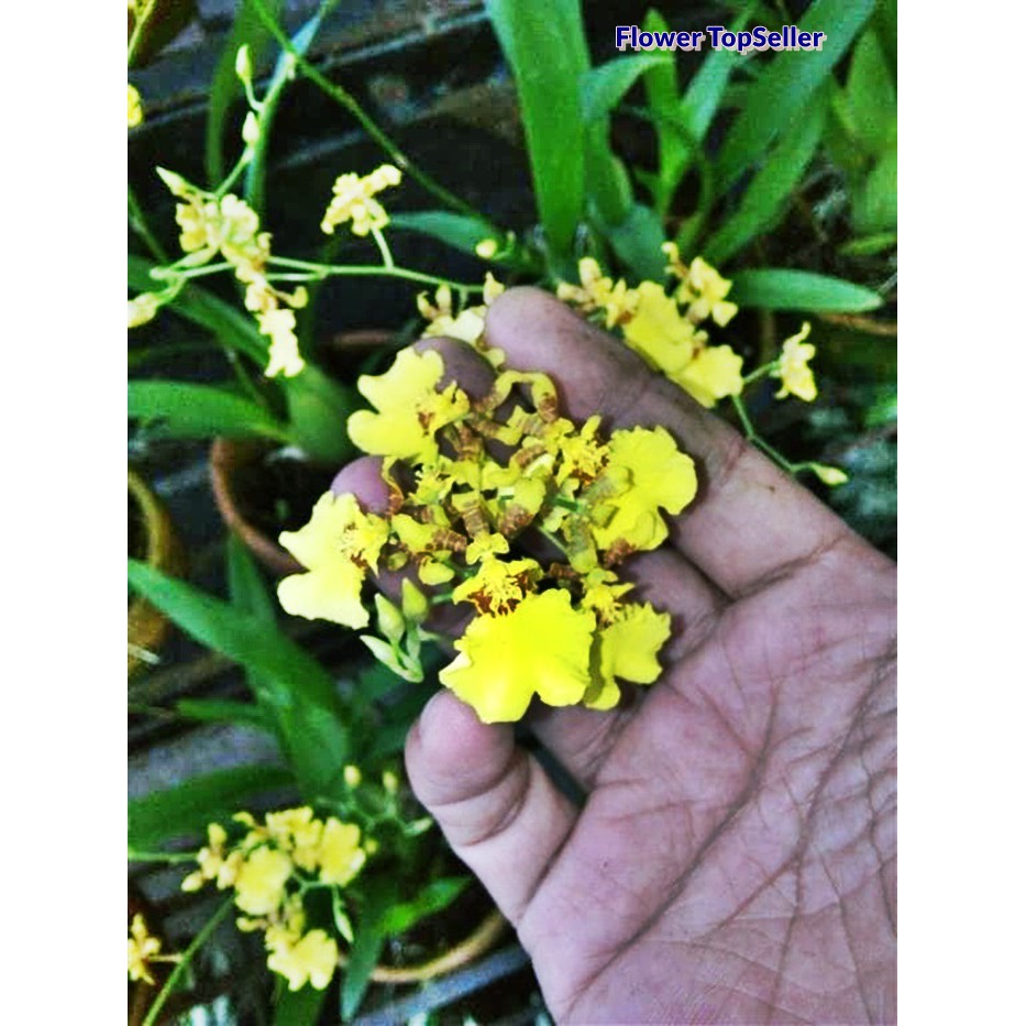 Jual Oncidium Golden Shower / Anggrek / Bunga / Bunga Anggrek / Tanaman Anggrek / Anggrek ...