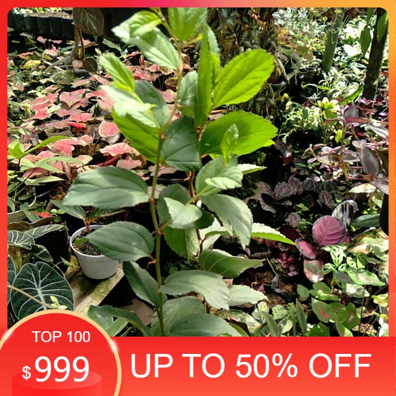 Jual Tanaman Bunga Bidara Arab ( Tanaman Penangkal Jin ) | Shopee Indonesia