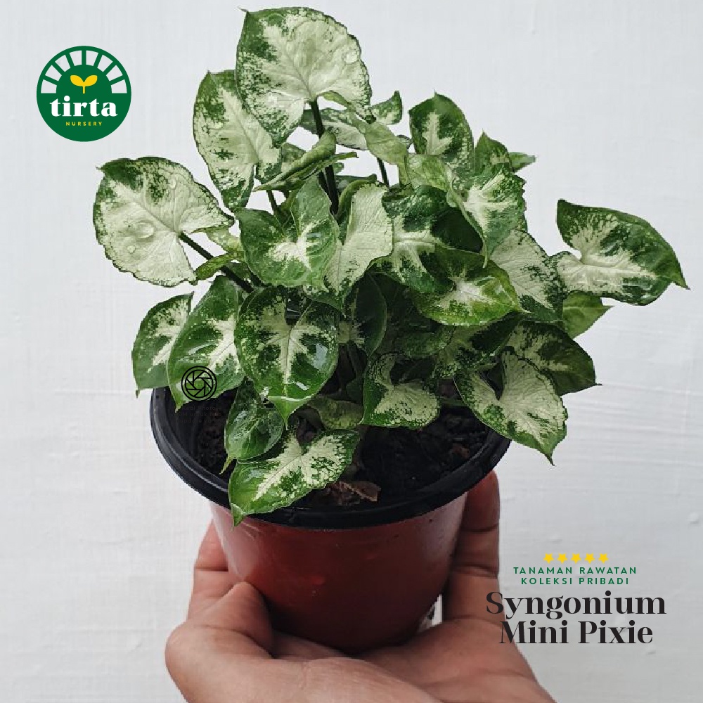 Jual Syngonium Mini Pixie - Tanaman Rawatan | Shopee Indonesia